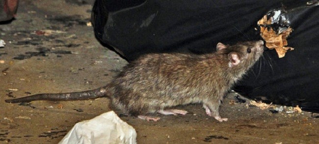 Les rats du métro en photo