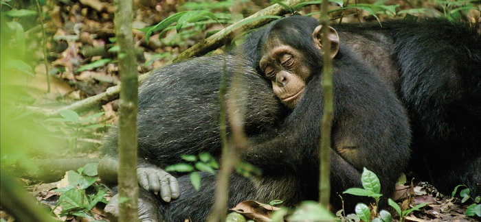 Chimpanzés : présentation de la famille dans un extrait