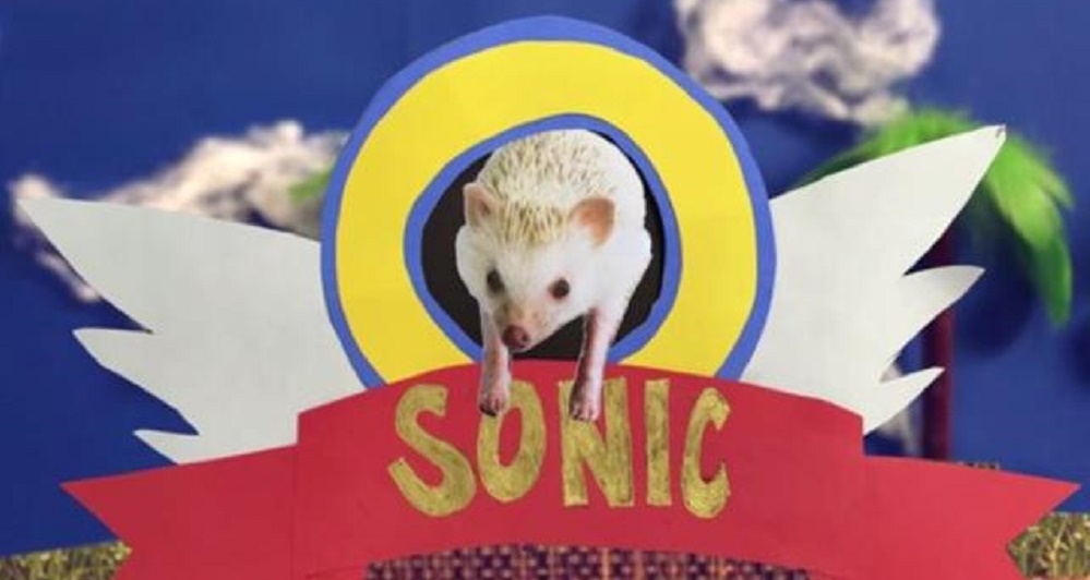Sonic le hérisson dans la vraie vie